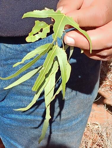 Aboriginal experience at Morapoi Station - Travel nut