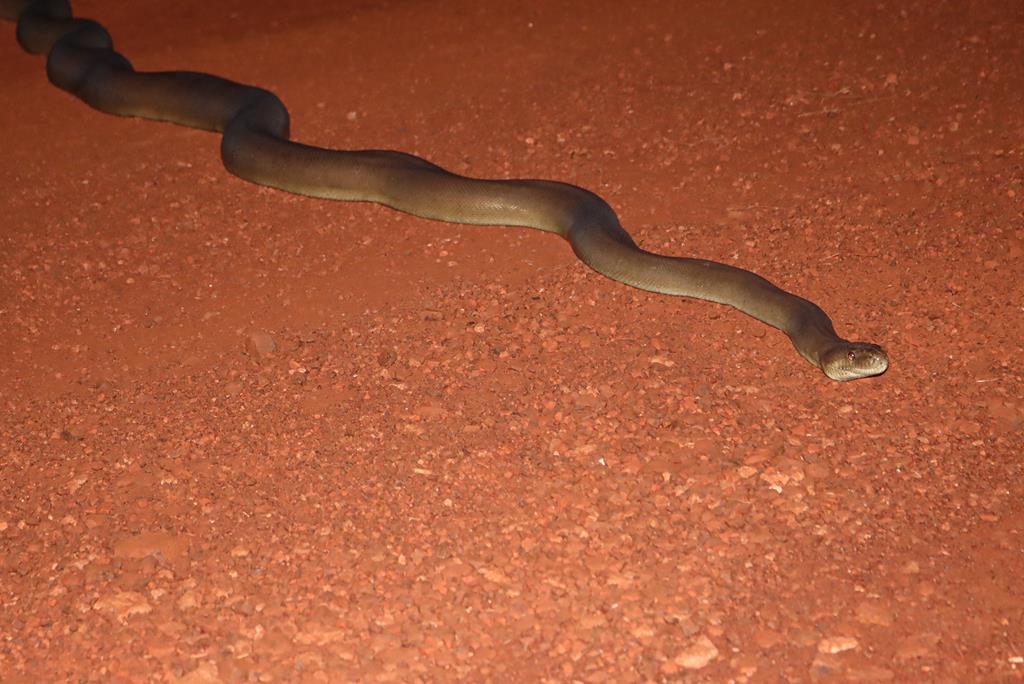 Millstream Chichester NP – an oasis in the desert – Travel nut