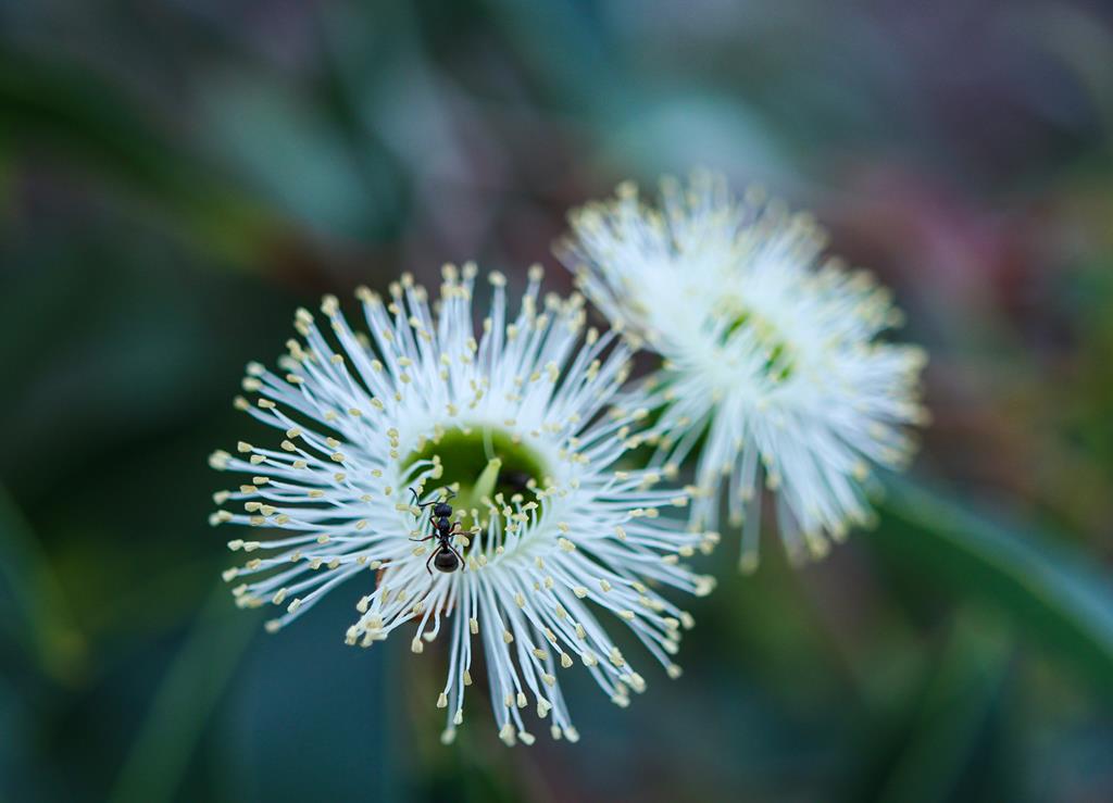 Wireless Hill Park – Travel nut