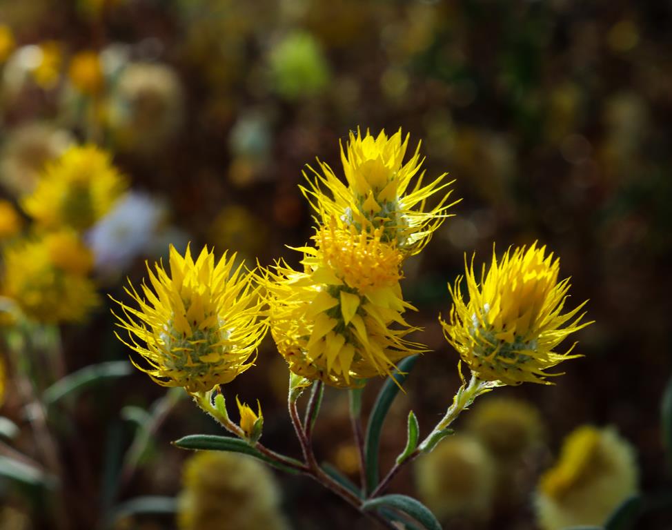 Everlastings, coal, paper planes and other attractions at Coalseam ...