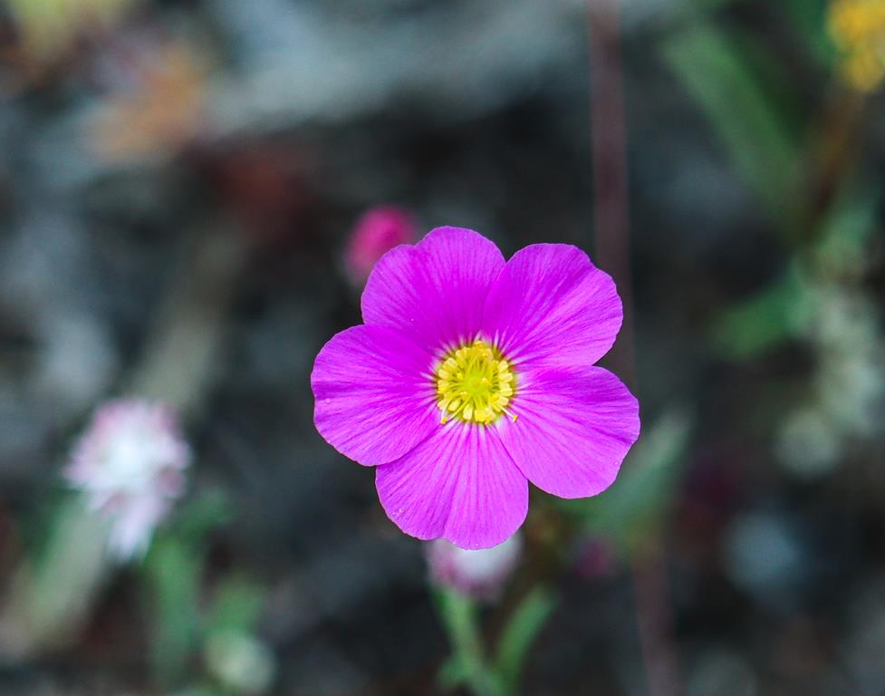 Depot Hill – Travel nut