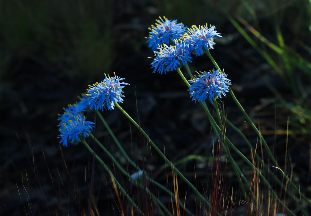 Elachbutting rock – Travel nut