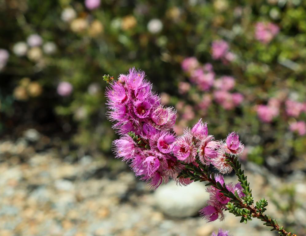 Fitzgerald River NP wildflowers – Travel nut