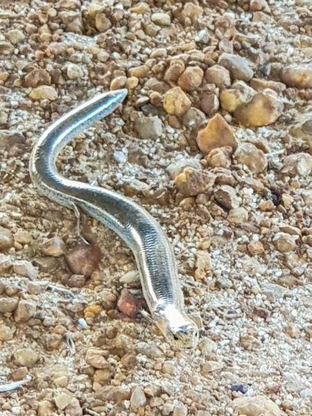 Quagi beach – Travel nut