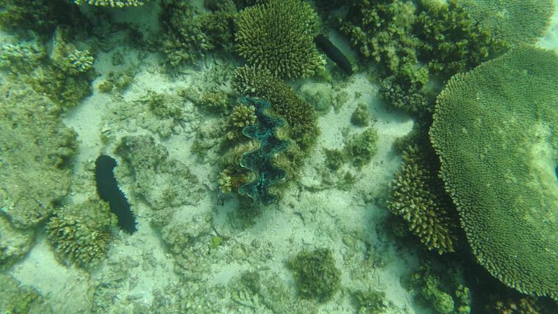 Snorkelling at Five Fingers near Coral Bay – Travel nut