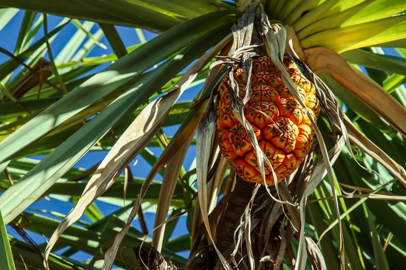 Silent Grove - Travel nut