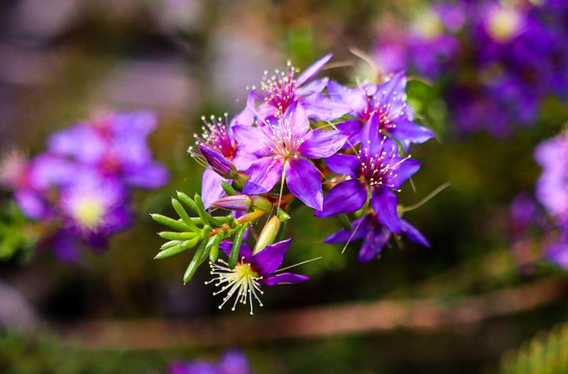 Kings Park wildflowers – Travel nut