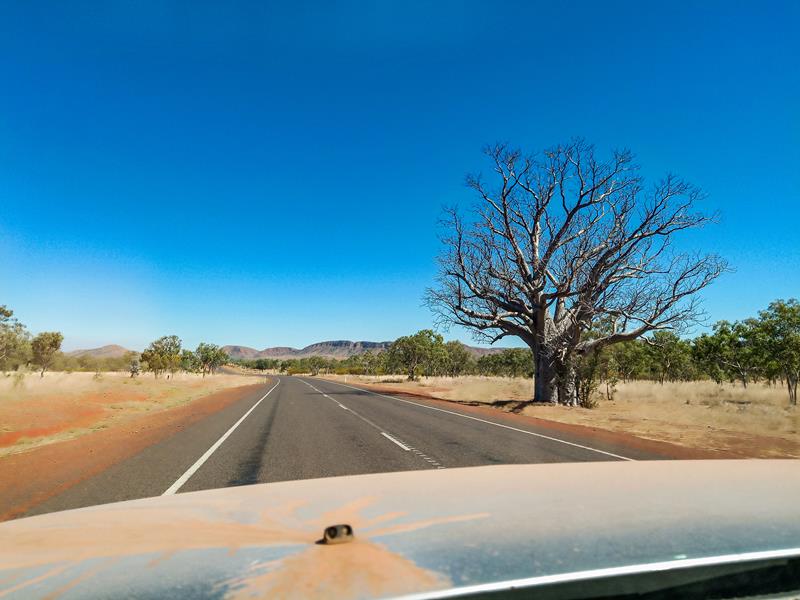 Kimberley native flora - Travel nut