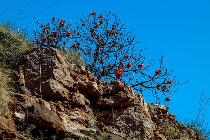 Kimberley native flora - Travel nut
