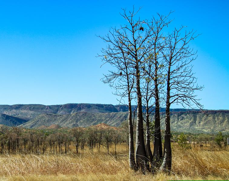 Kimberley native flora - Travel nut