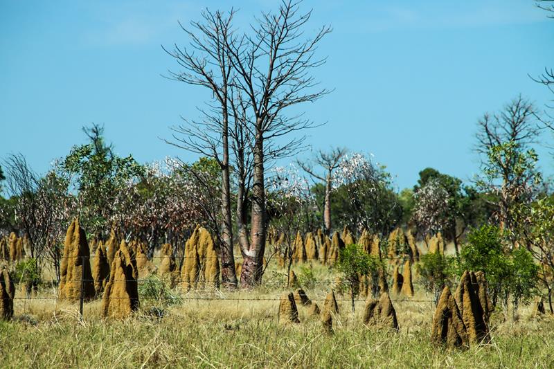 Kimberley native flora - Travel nut