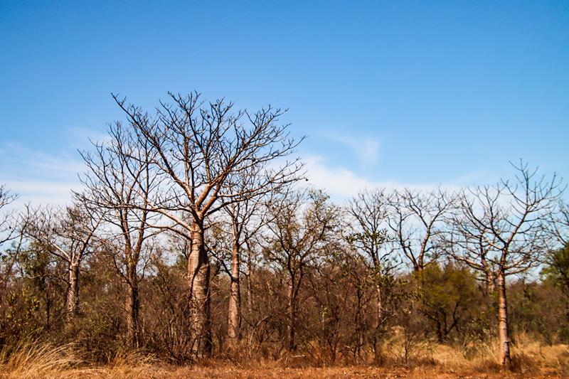 Kimberley native flora - Travel nut