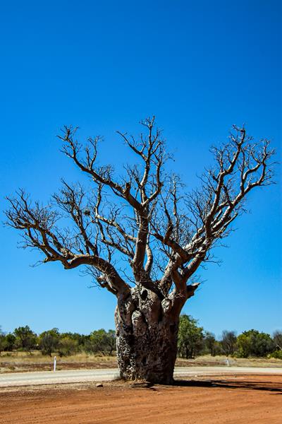 Kimberley native flora - Travel nut