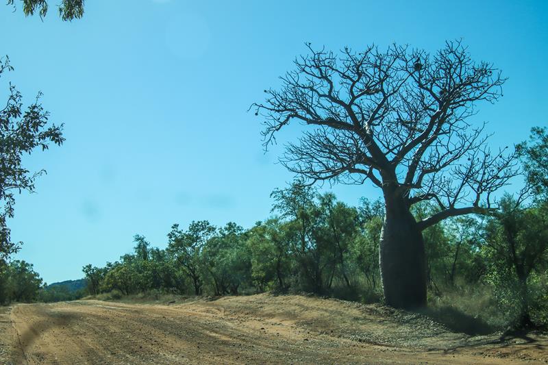 Kimberley native flora - Travel nut
