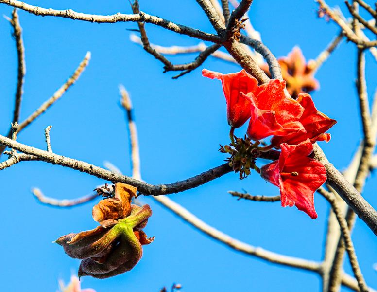Kimberley native flora - Travel nut