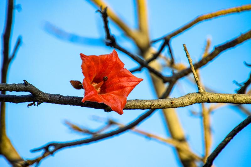 Kimberley native flora - Travel nut