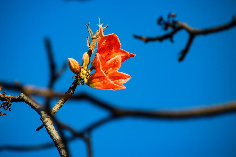 Kimberley native flora - Travel nut
