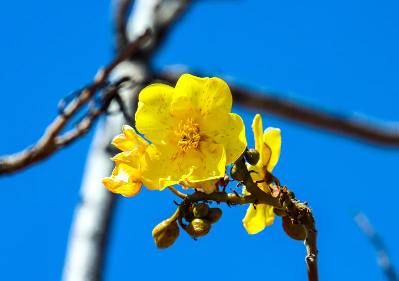 Kimberley native flora - Travel nut