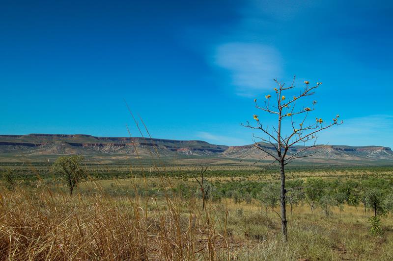 Kimberley native flora - Travel nut