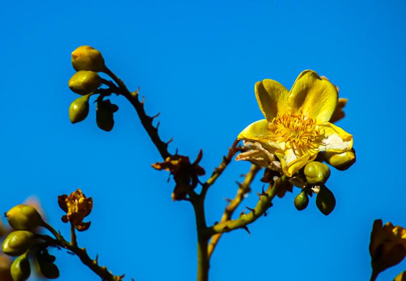Kimberley native flora - Travel nut